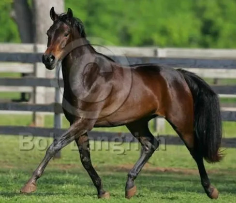 Variana :: Magical Nature